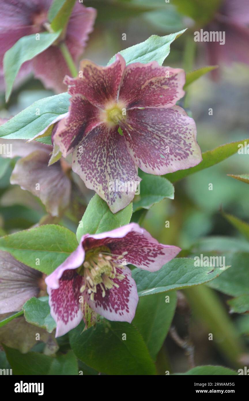 Pink with Red Speckles Hellebore (Helleborus x hybridus) 'Harvington ...