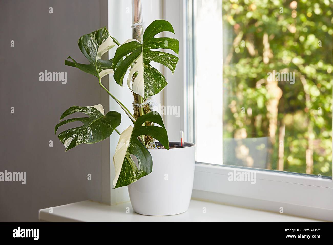 A flower in a pot on the window in a pot with automatic watering ...