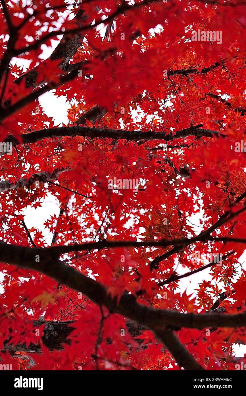 A vibrant red tree with leaves transitioning into shades of red and ...