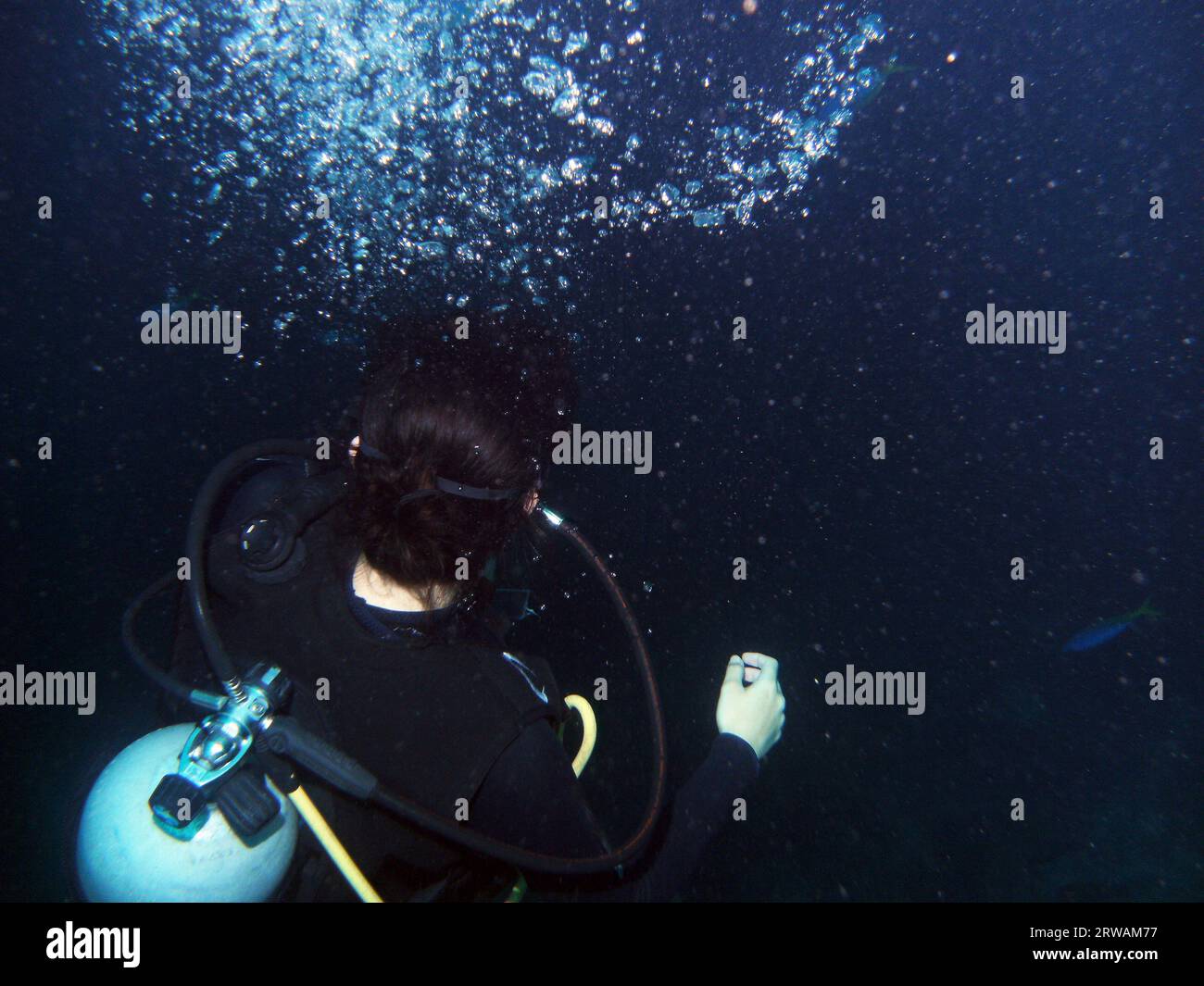Overhead rear view of a young woman scuba diving, Sipadan, Borneo ...