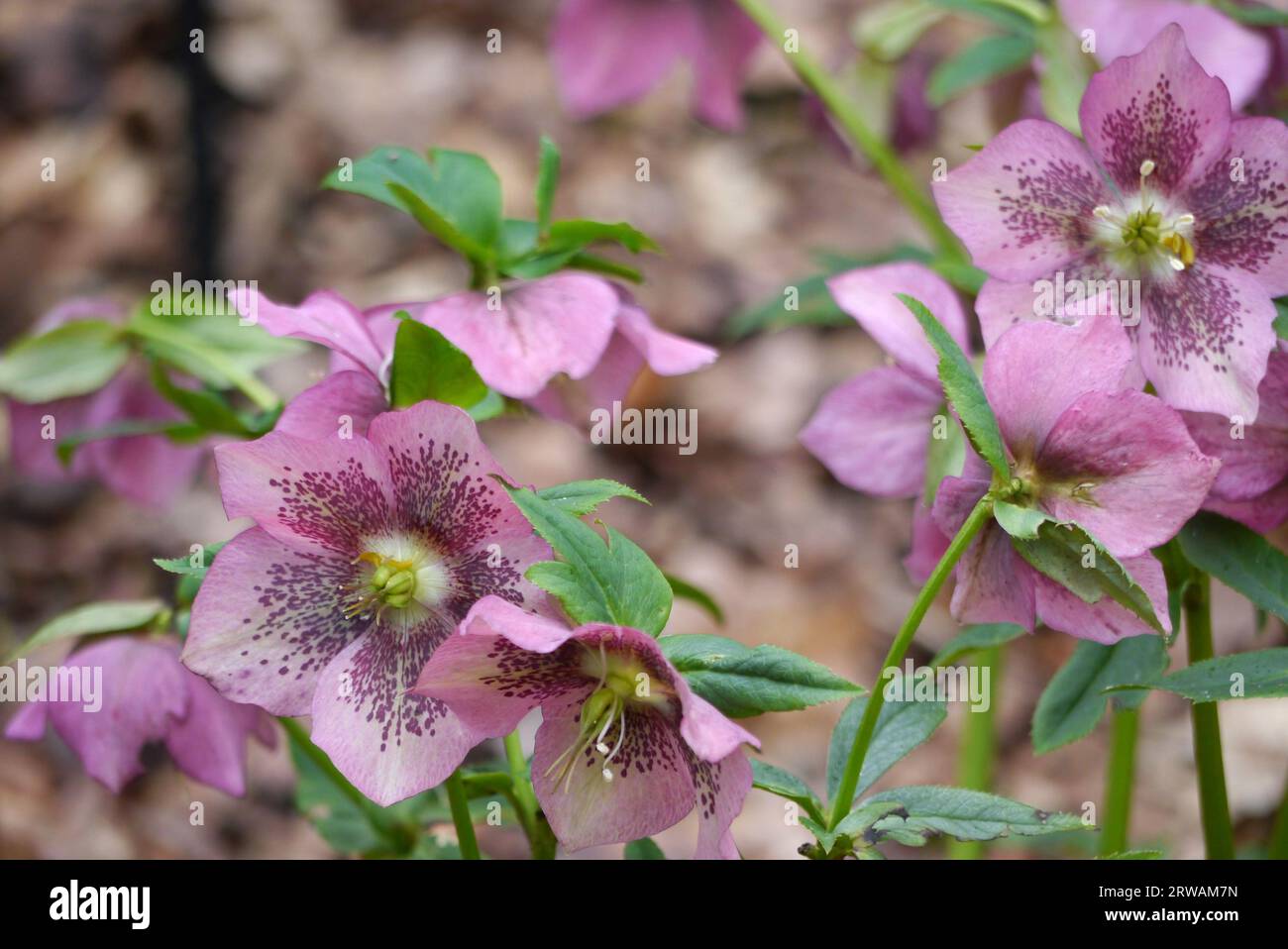 Pink with Red Speckles Hellebore (Helleborus x hybridus) 'Harvington ...