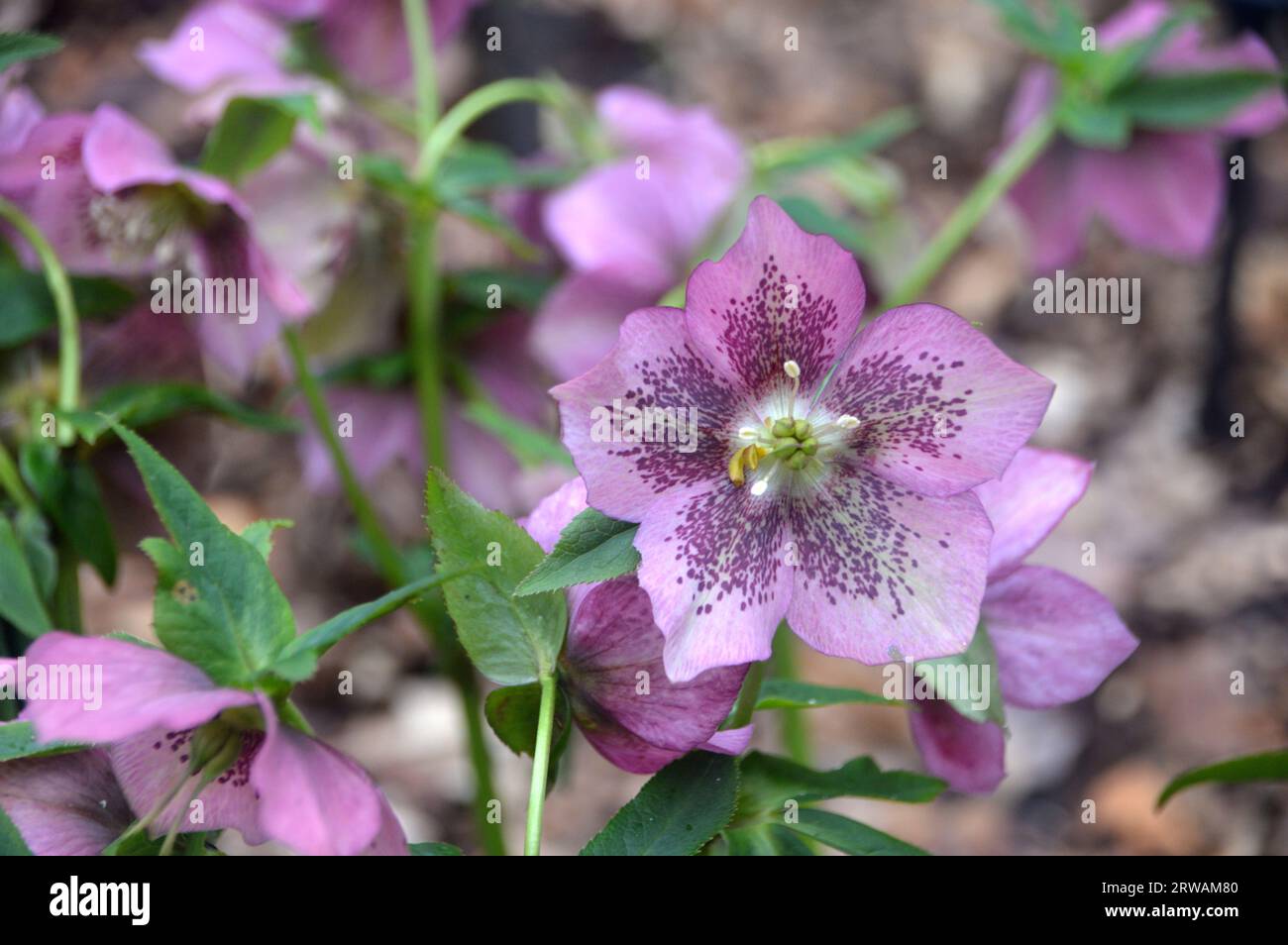 Pink with Red Speckles Hellebore (Helleborus x hybridus) 'Harvington ...
