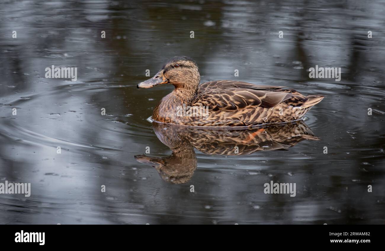 A picture of a female mallard as she is swimming. She is reflected in ...