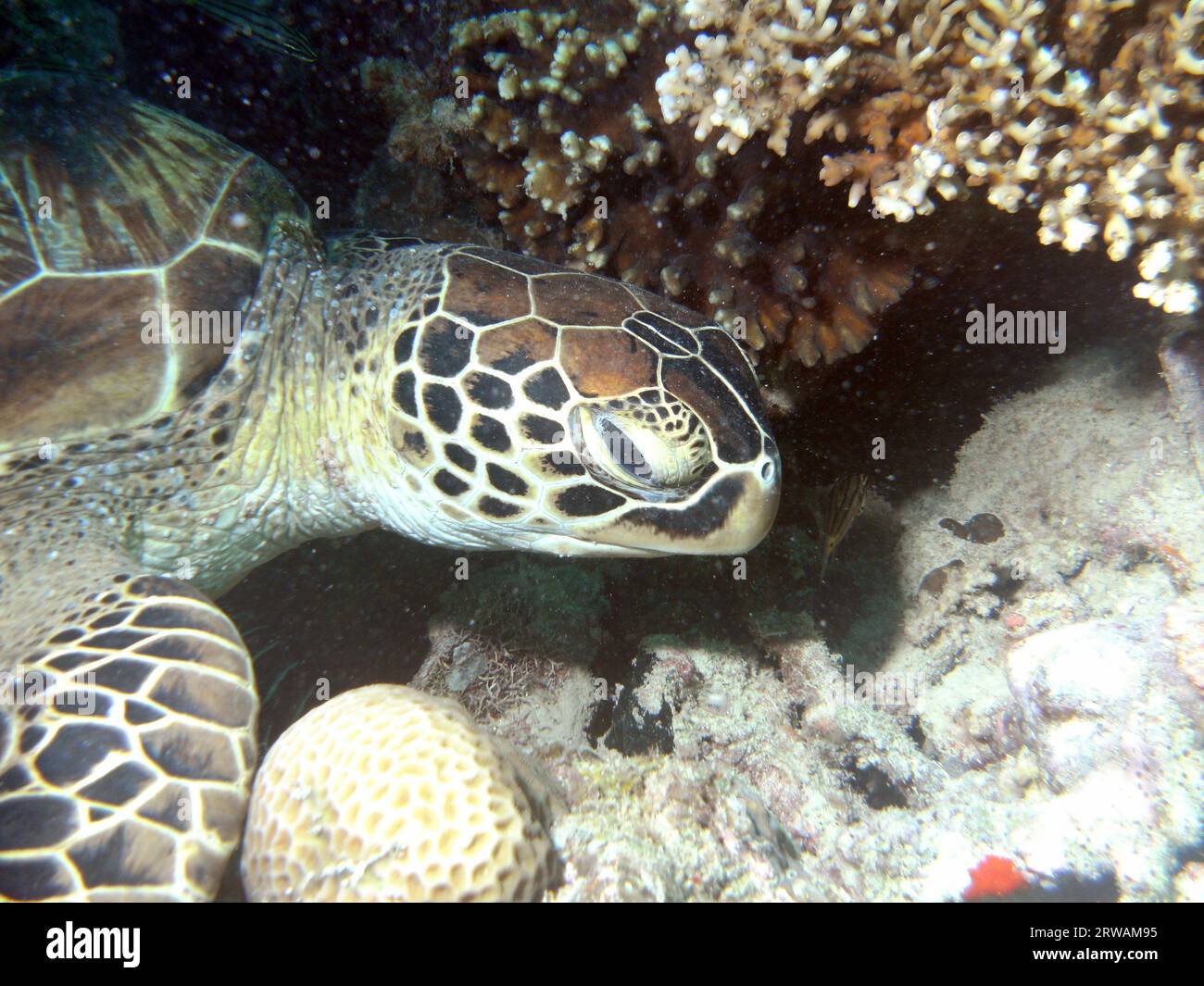 Hawksbill sea turtle hiding hi-res stock photography and images - Alamy