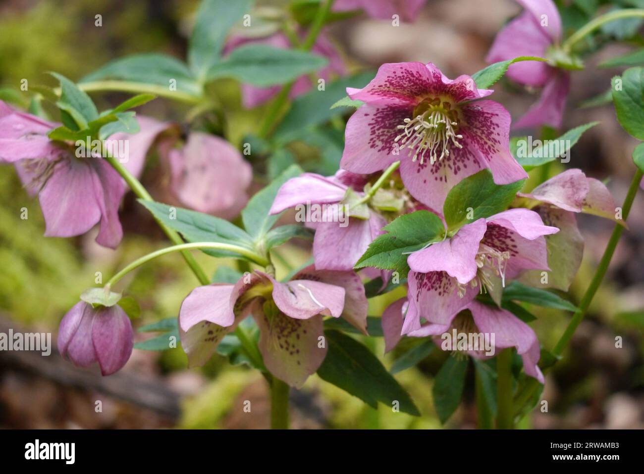 Pink with Red Speckles Hellebore (Helleborus x hybridus) 'Harvington ...