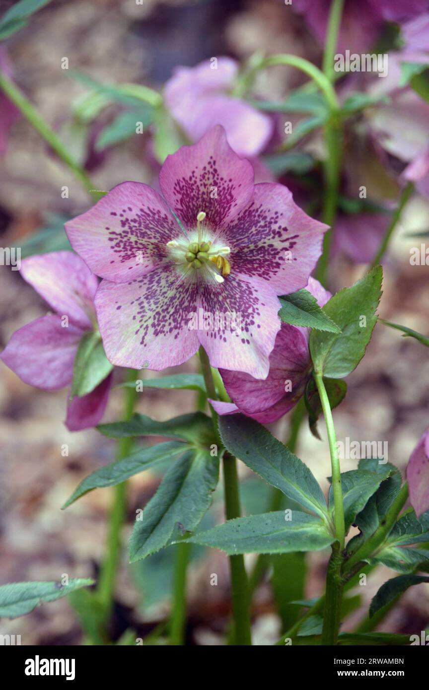Pink with Red Speckles Hellebore (Helleborus x hybridus) 'Harvington ...