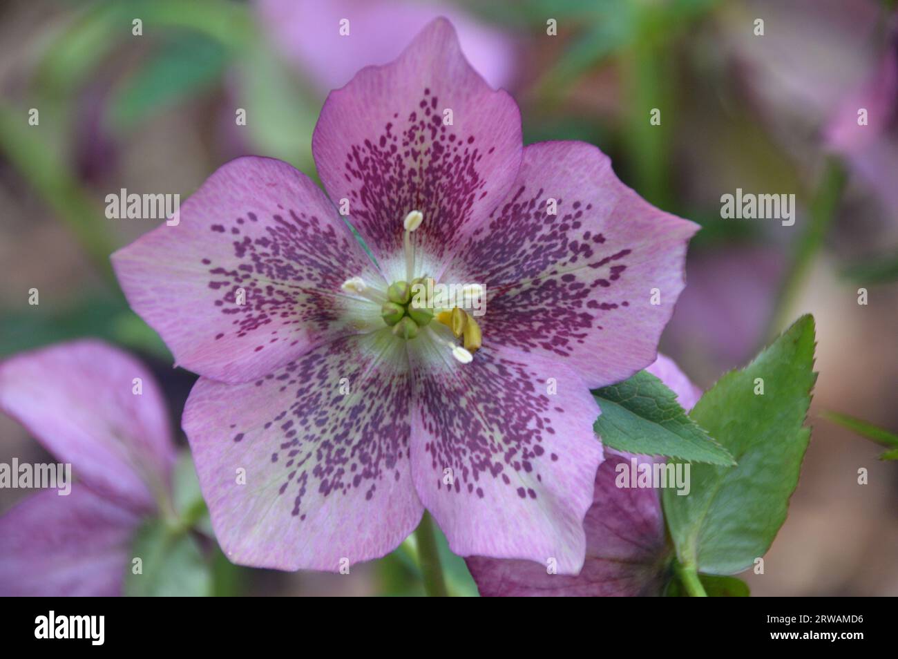 Pink with Red Speckles Hellebore (Helleborus x hybridus) 'Harvington ...