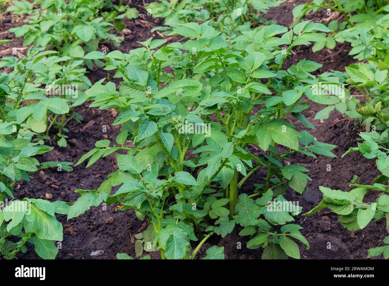 Potato bush is growing in rustic garden. Organic green bush in farming ...