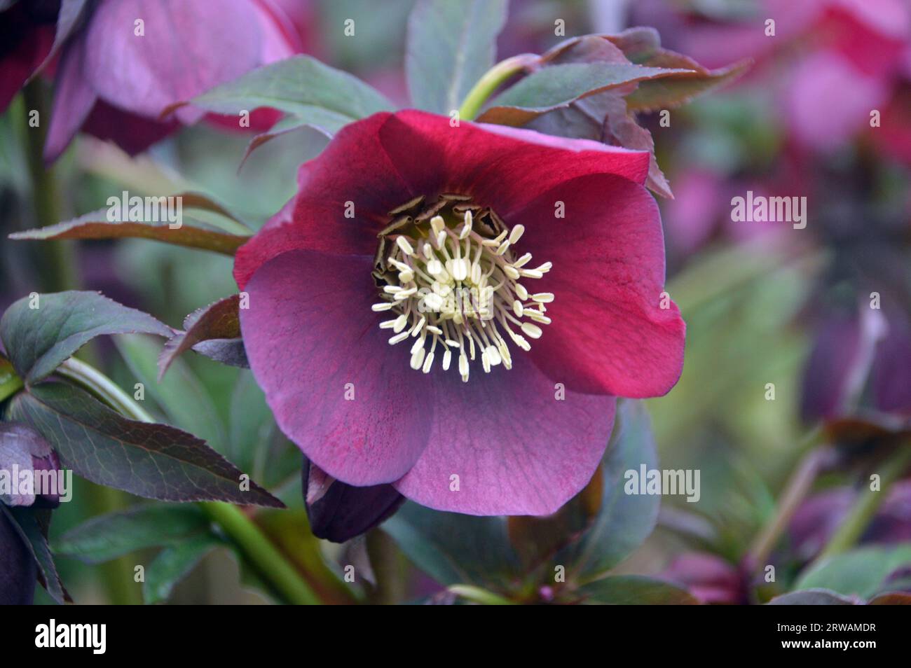 Helleborus harvington rose hi-res stock photography and images - Alamy