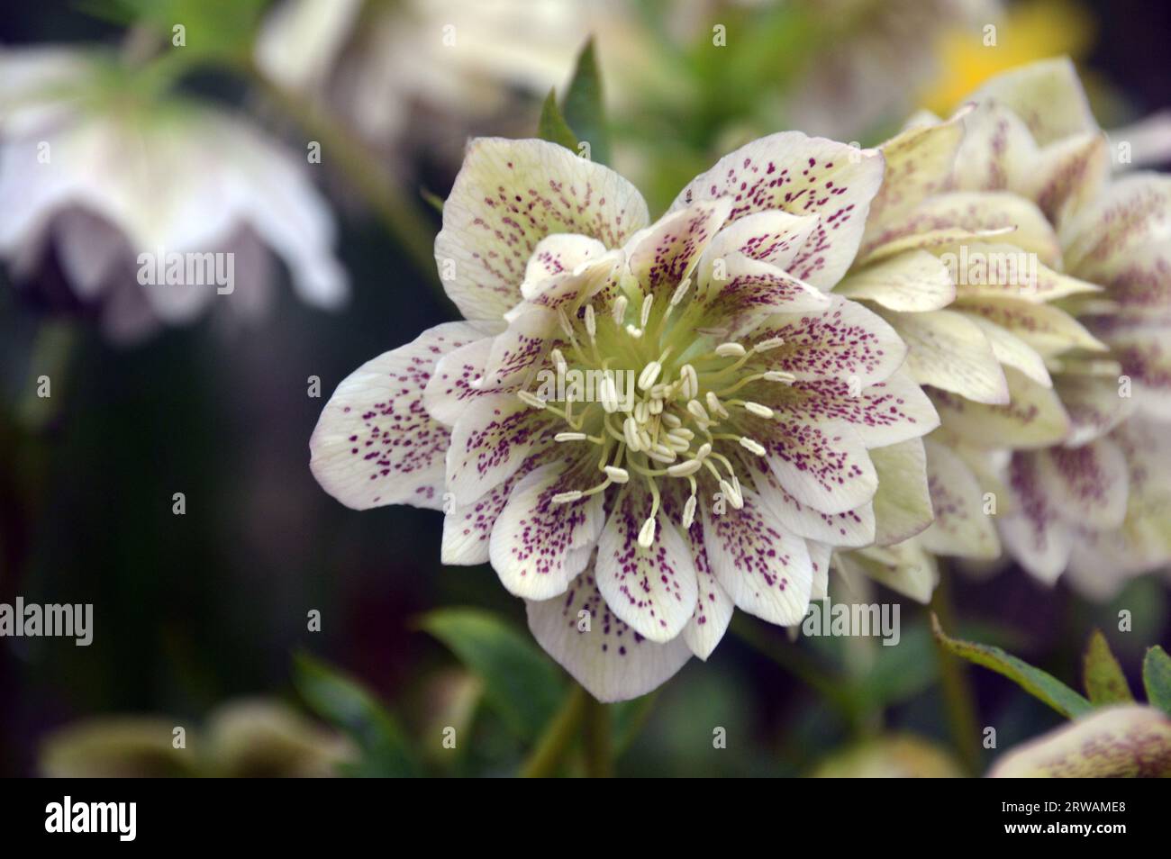 Spring border hellebores hi-res stock photography and images - Alamy