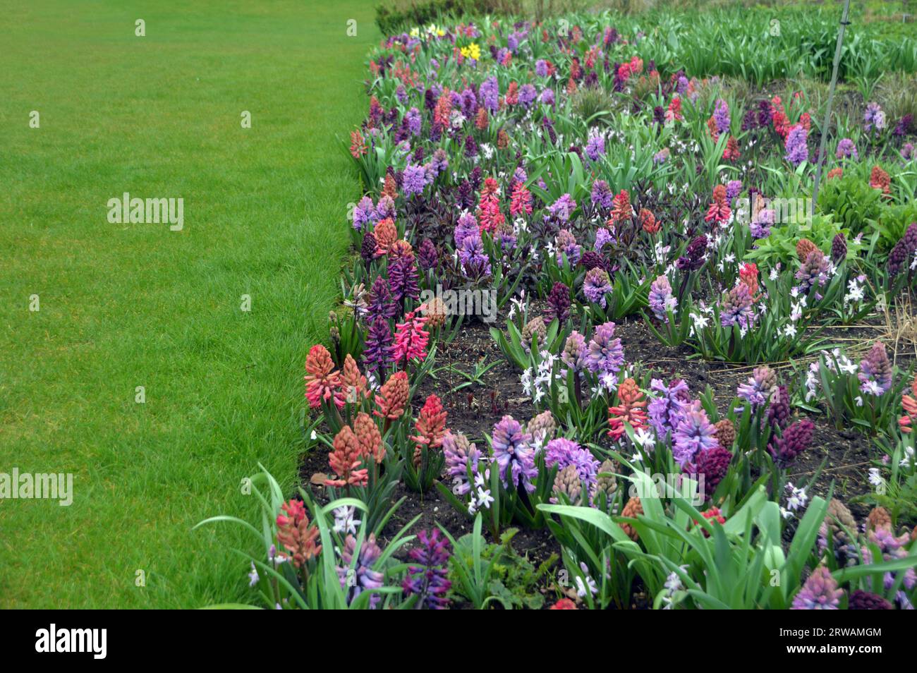 Flower Bed of Multi-Coloured Hyacinth Flowers grown in a Flower Border ...
