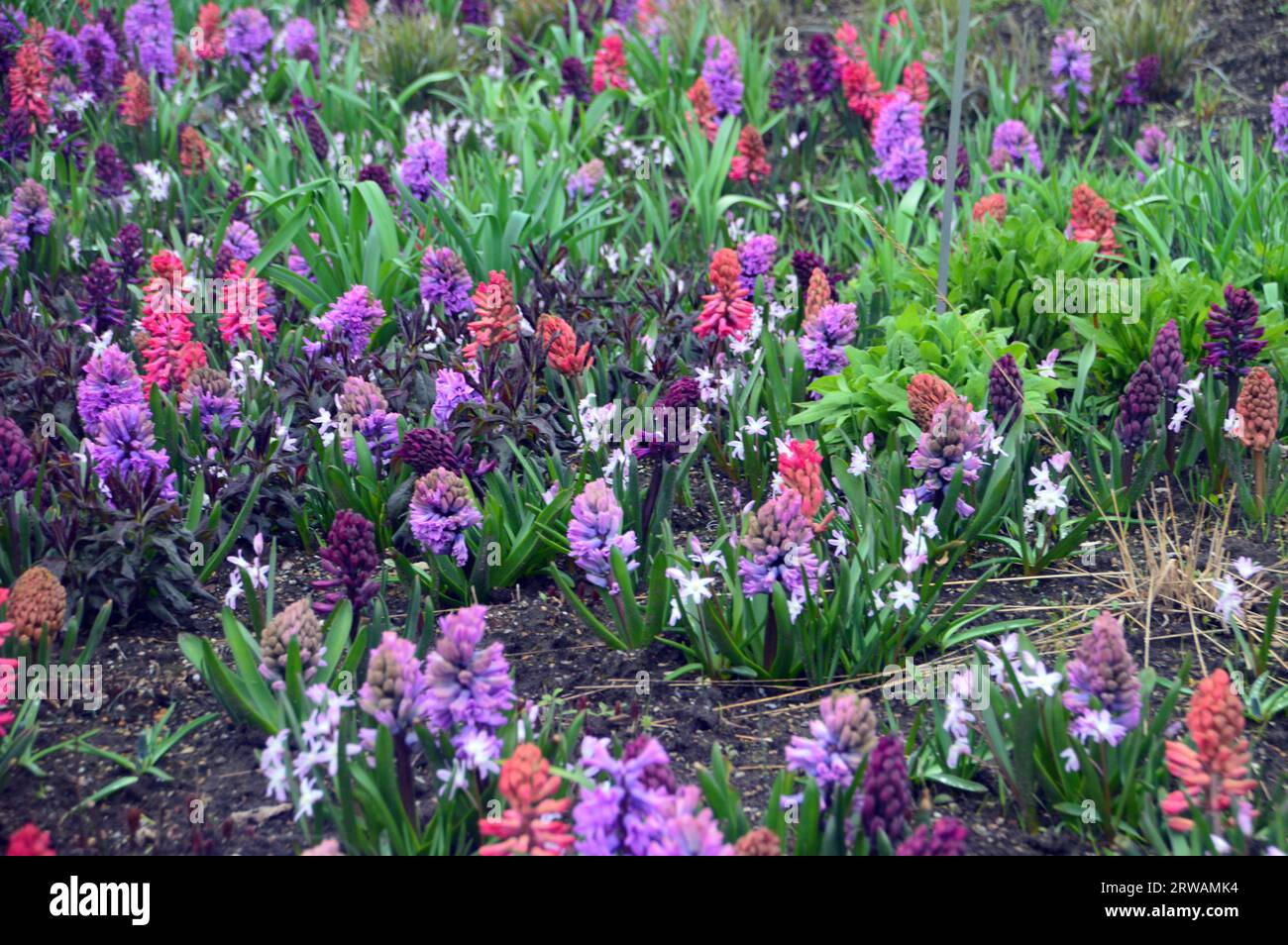 Flower Bed of Multi-Coloured Hyacinth Flowers grown in a Flower Border ...