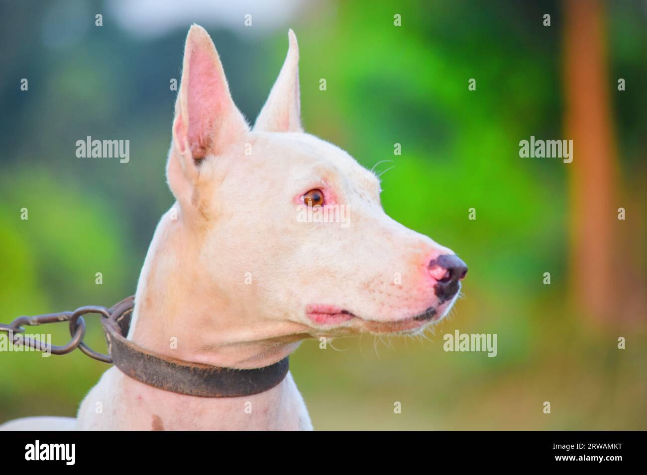 Funny american bully dog hi-res stock photography and images - Alamy