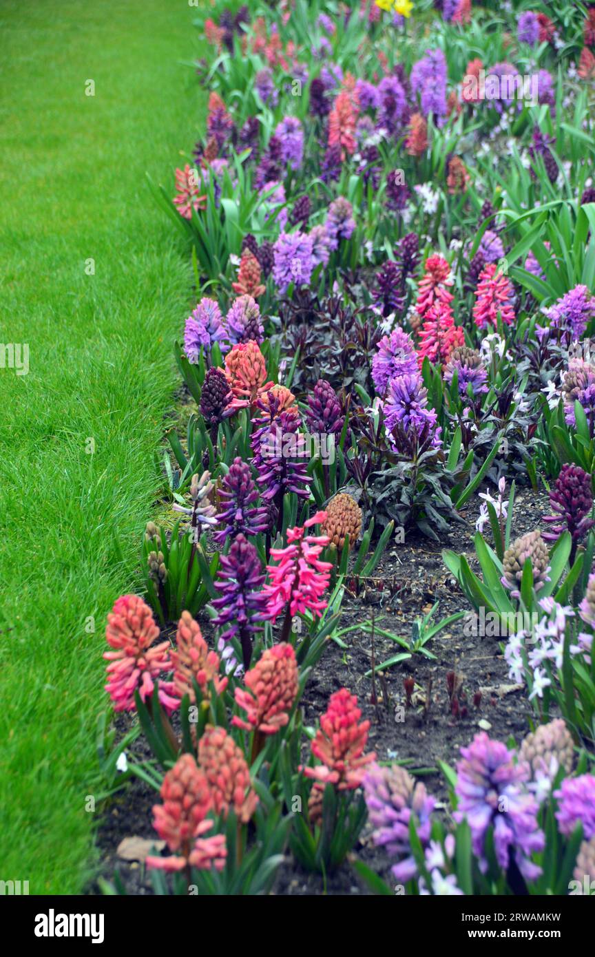 Flower Bed of Multi-Coloured Hyacinth Flowers grown in a Flower Border ...