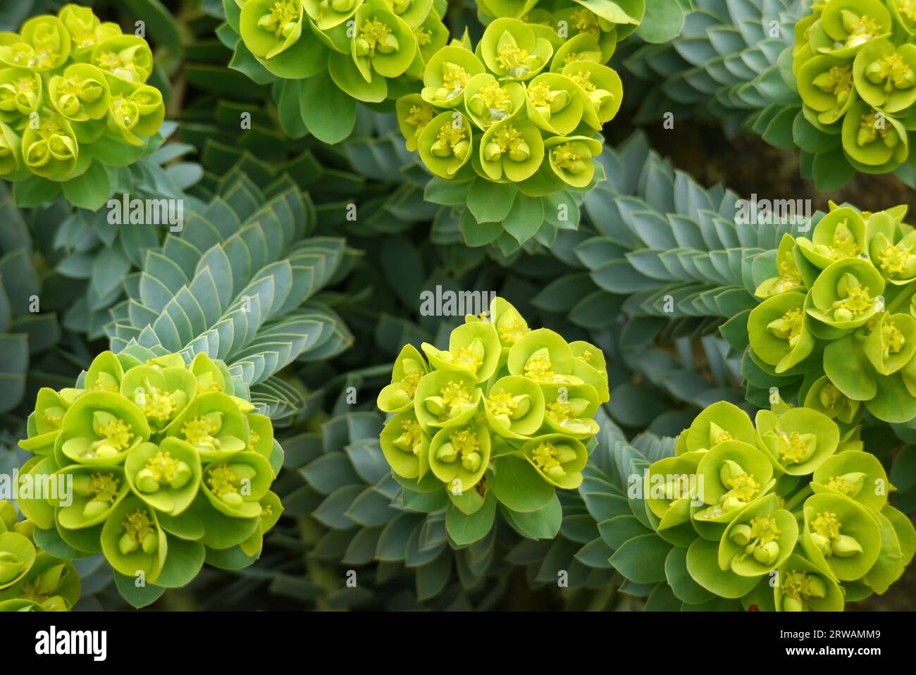 Myrtle Spurge 'Euphorbia Myrsinites' Flowers grown in a Stone Trough by ...