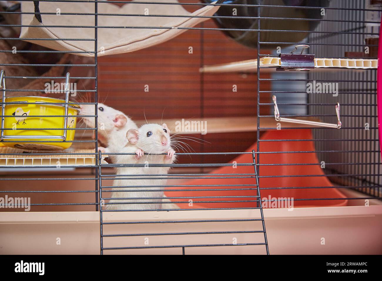 Domestic rats cage hi-res stock photography and images - Alamy