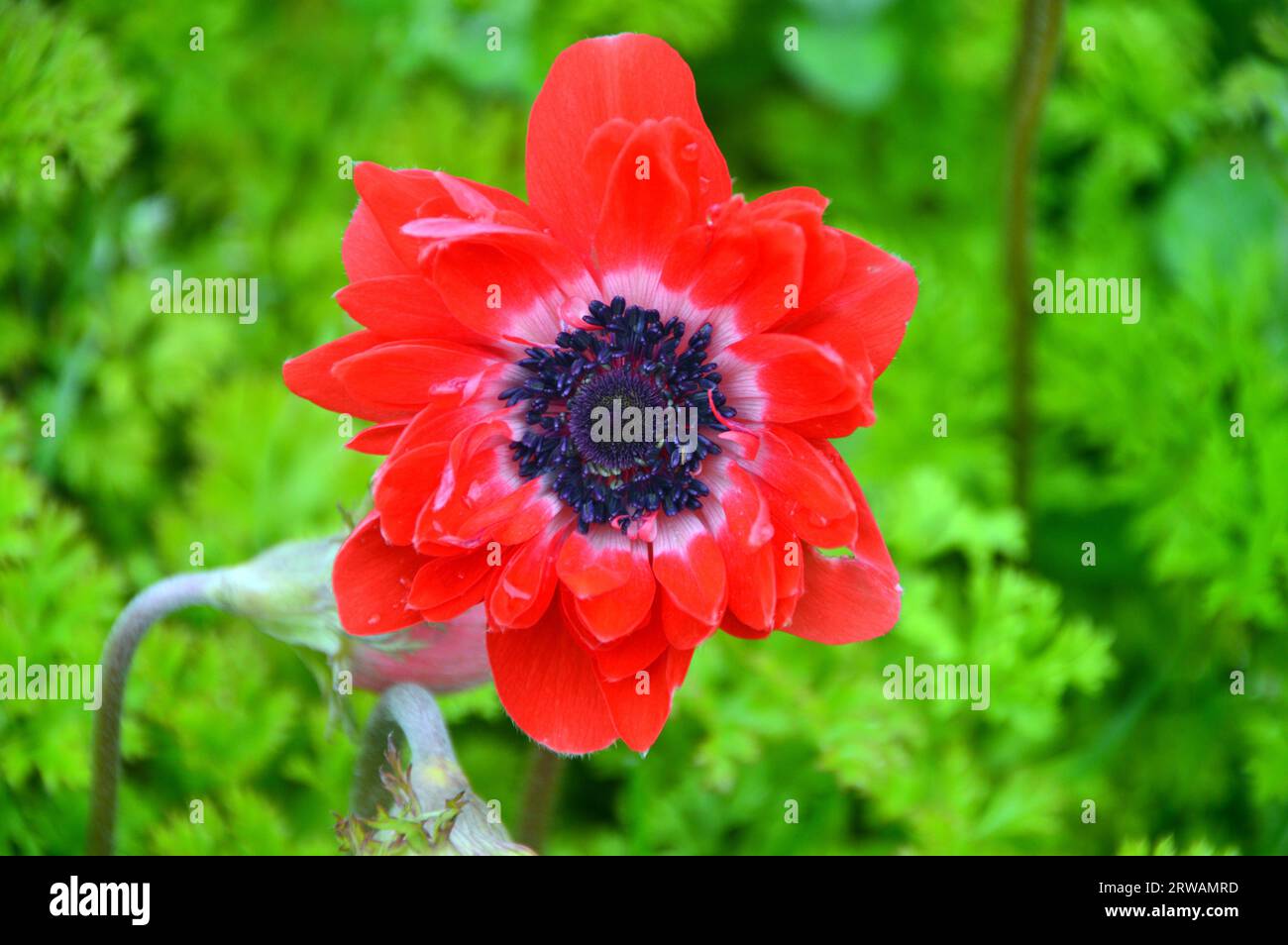 Single Red Anemone Coronaria 'Poppy Anemone' Flower grown in a Flower ...
