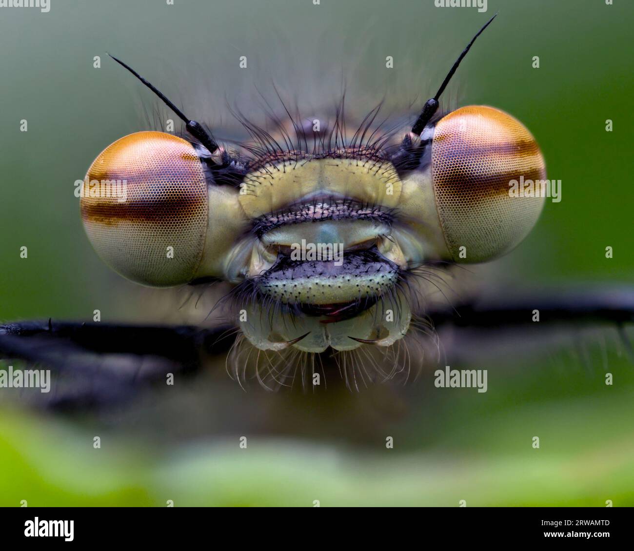 Close up of Large Red Damselfly (Pyrrhosoma nymphula). Tipperary ...