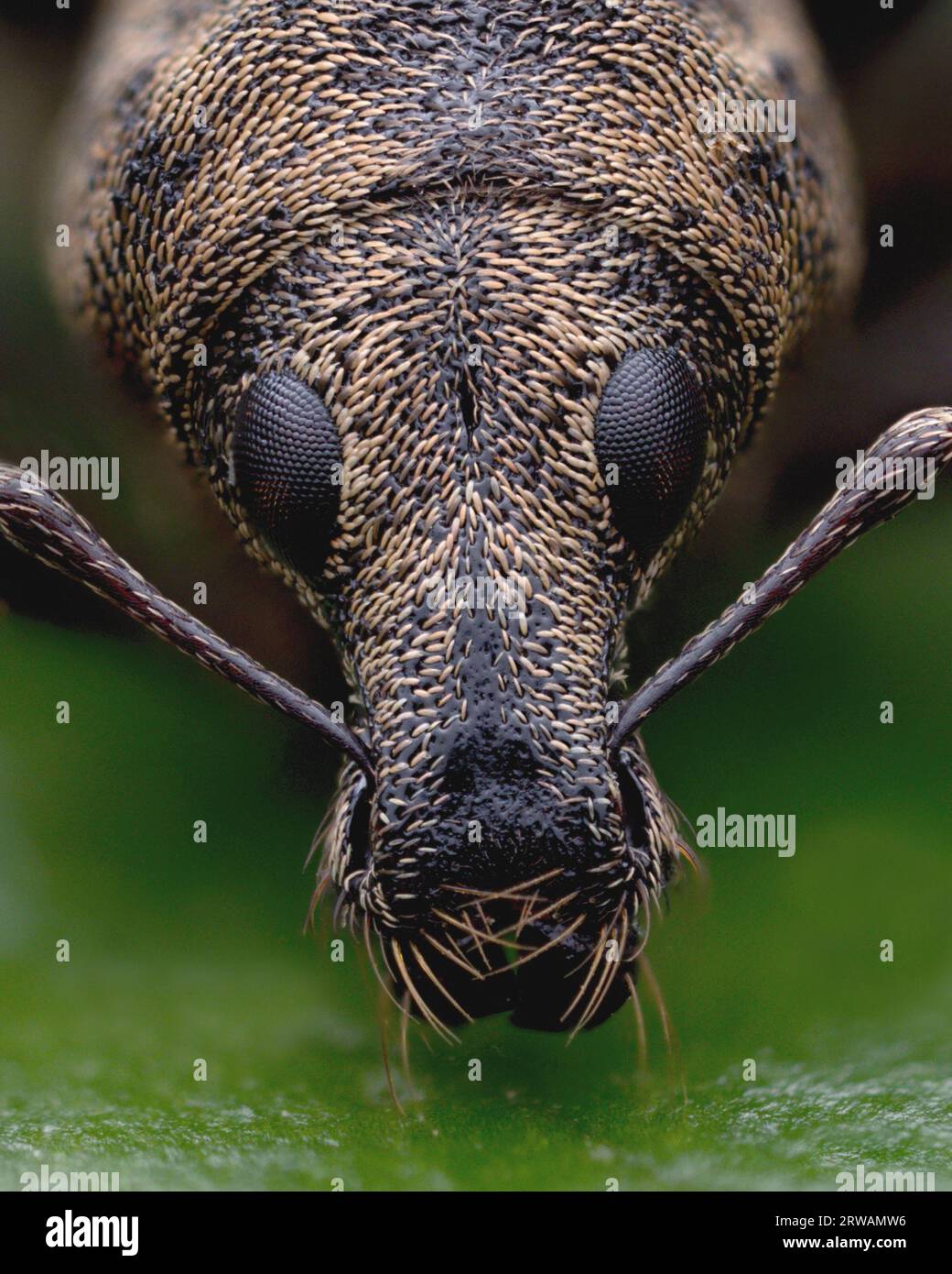 Close up of Liophloeus tessulatus Weevil. Tipperary, Ireland Stock ...