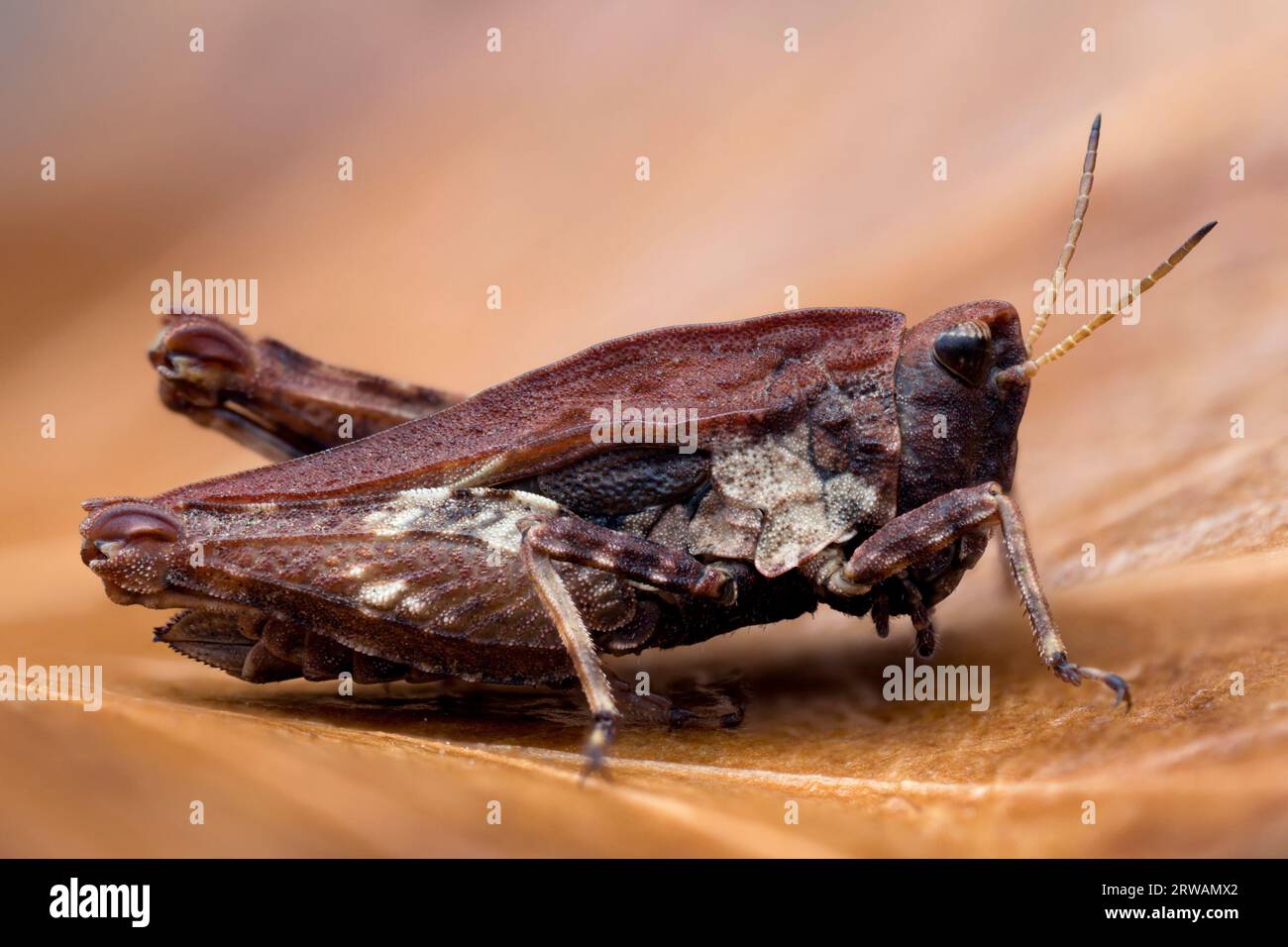 Common Groundhopper (Tetrix undulata) at rest on leaf. Tipperary ...