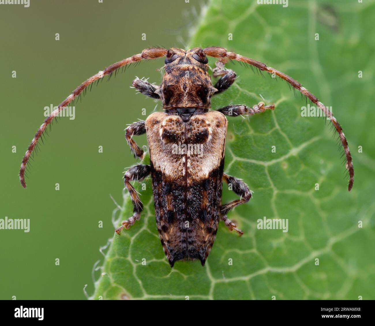 Lesser Thorn-tipped Longhorn Beetle (Pogonocherus hispidus) resting on ...