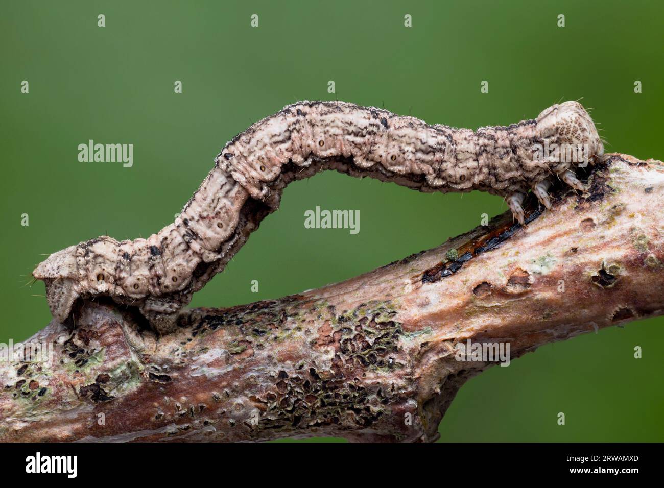 Mottled beauty moth caterpillar hi-res stock photography and images - Alamy