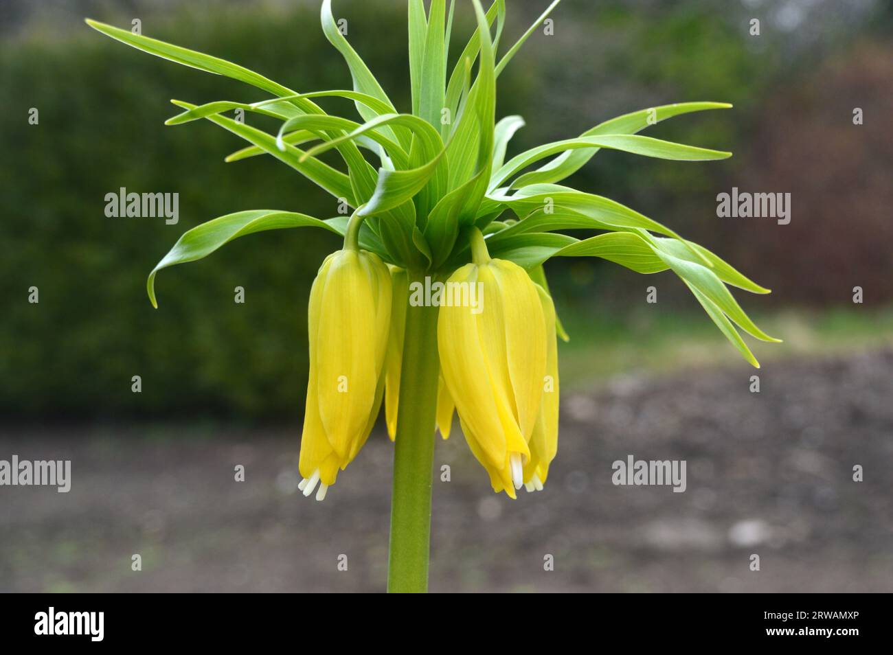 Single Yellow Crown Imperial Fritillary (Fritillaria Imperialis) grown ...