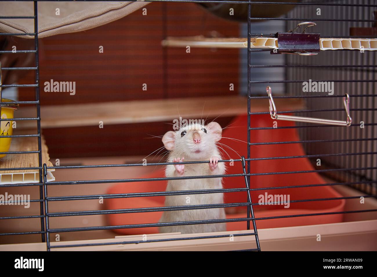 A cage with a cute Siamese rat looking out Stock Photo - Alamy