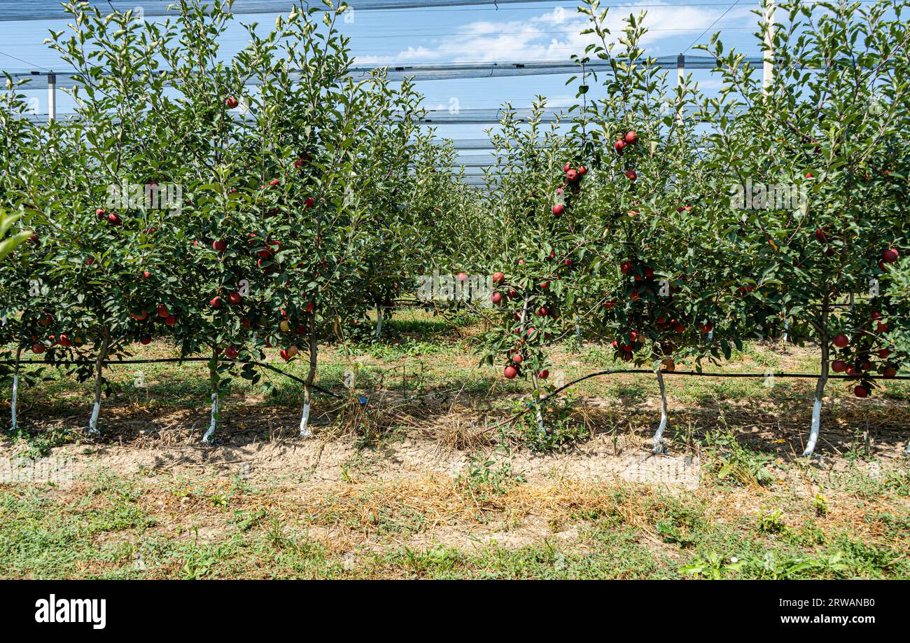 Rows of apple trees in an orchard, Georgia Stock Photo - Alamy