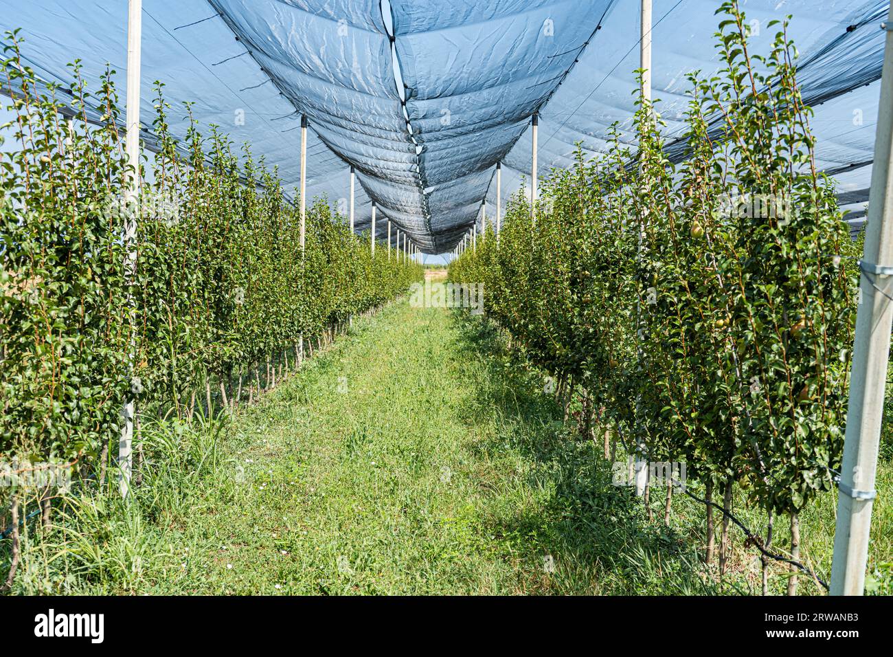 Rows of apple trees in an orchard, Georgia Stock Photo - Alamy