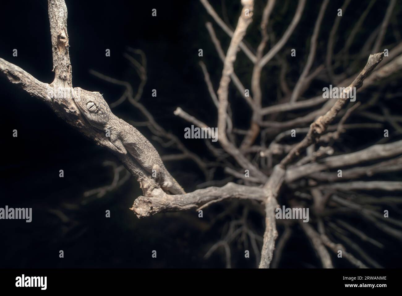 Close-up of a wild northern spiny-tailed gecko (Strophurus ciliaris ...
