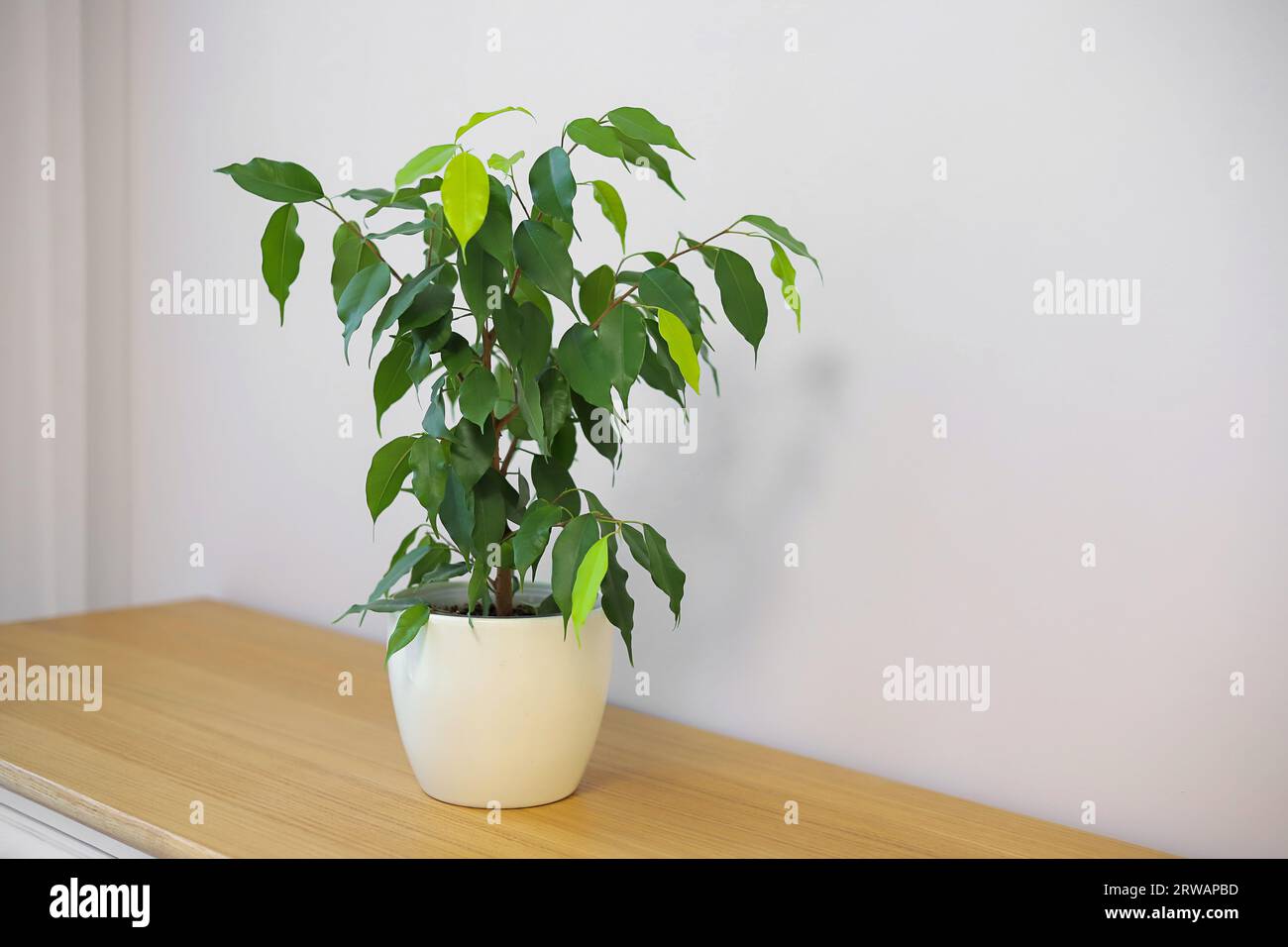 Ficus plant indoor hi-res stock photography and images - Alamy