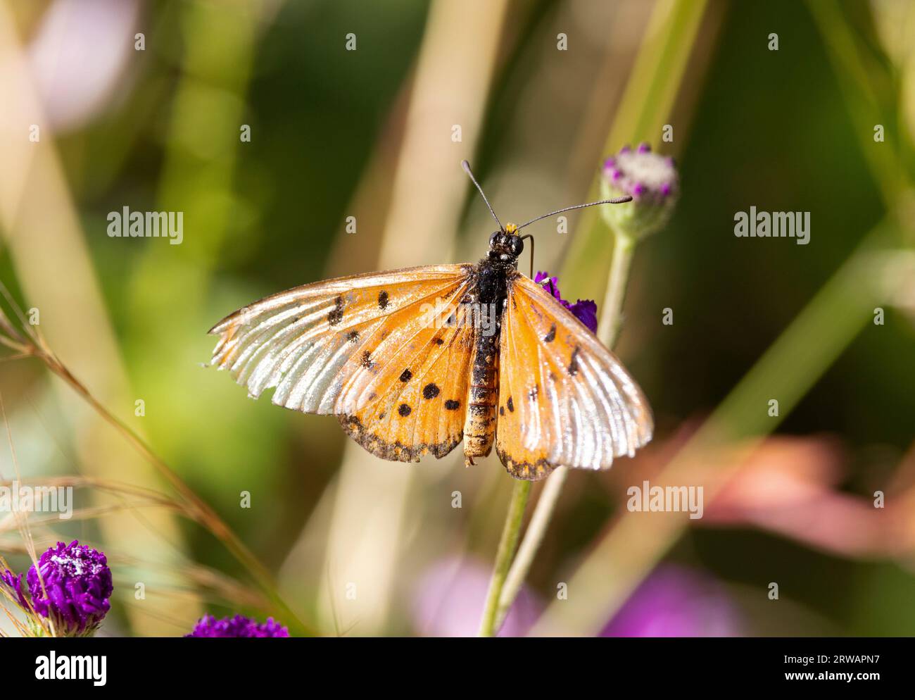 The translucent forewing and aposematic colours of the Garden Acraea is ...