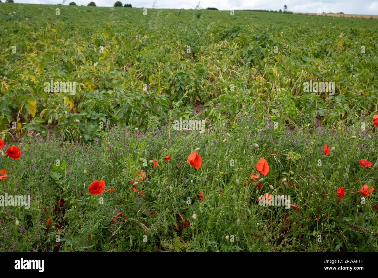 Edge habitats hi-res stock photography and images - Alamy
