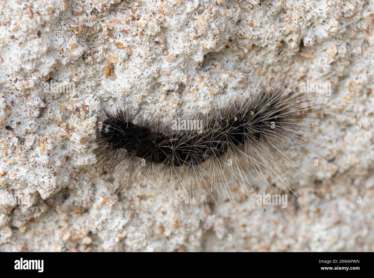 The caterpillars of the Monkey Moth family generally are covered in ...