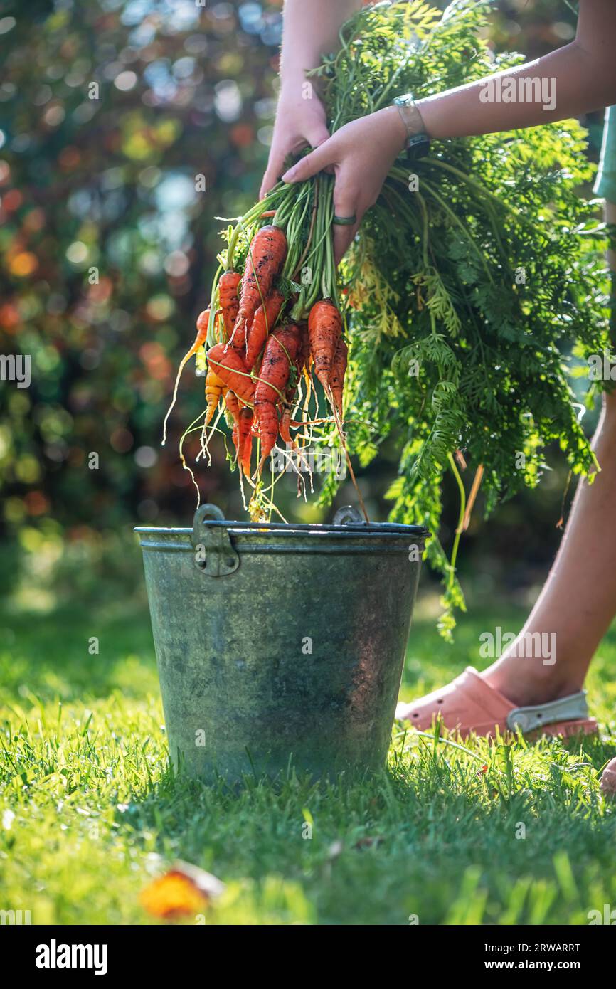 agriculture, harvesting, garden. Carrots are washed in a bucket of ...