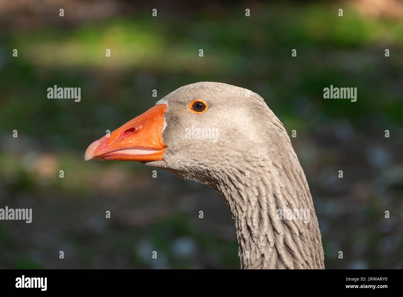 Oca animal hi-res stock photography and images - Alamy