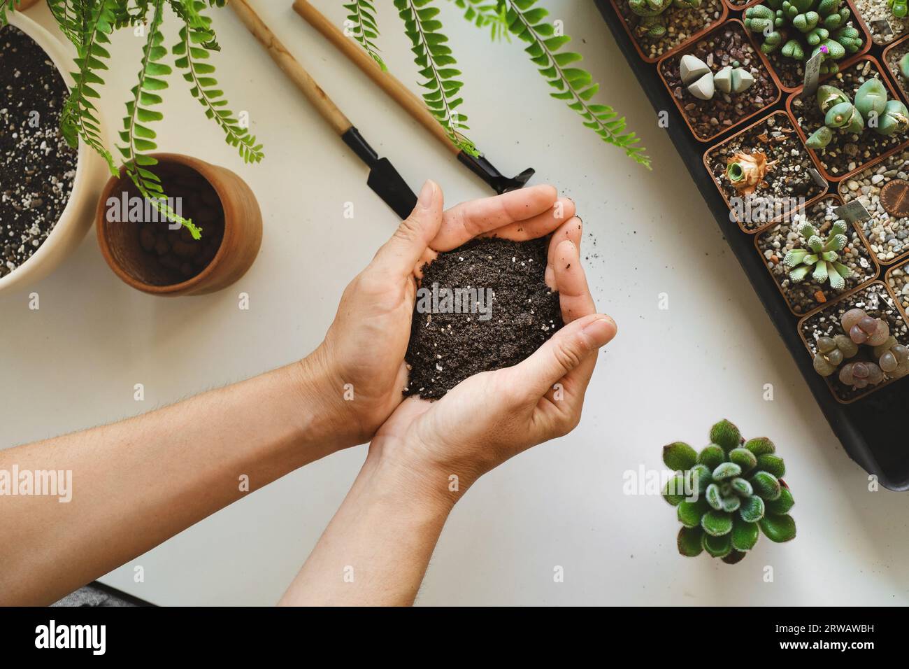 Putting soil for plants in pot during repotting or transplantation of succulents in ceramic pot ...