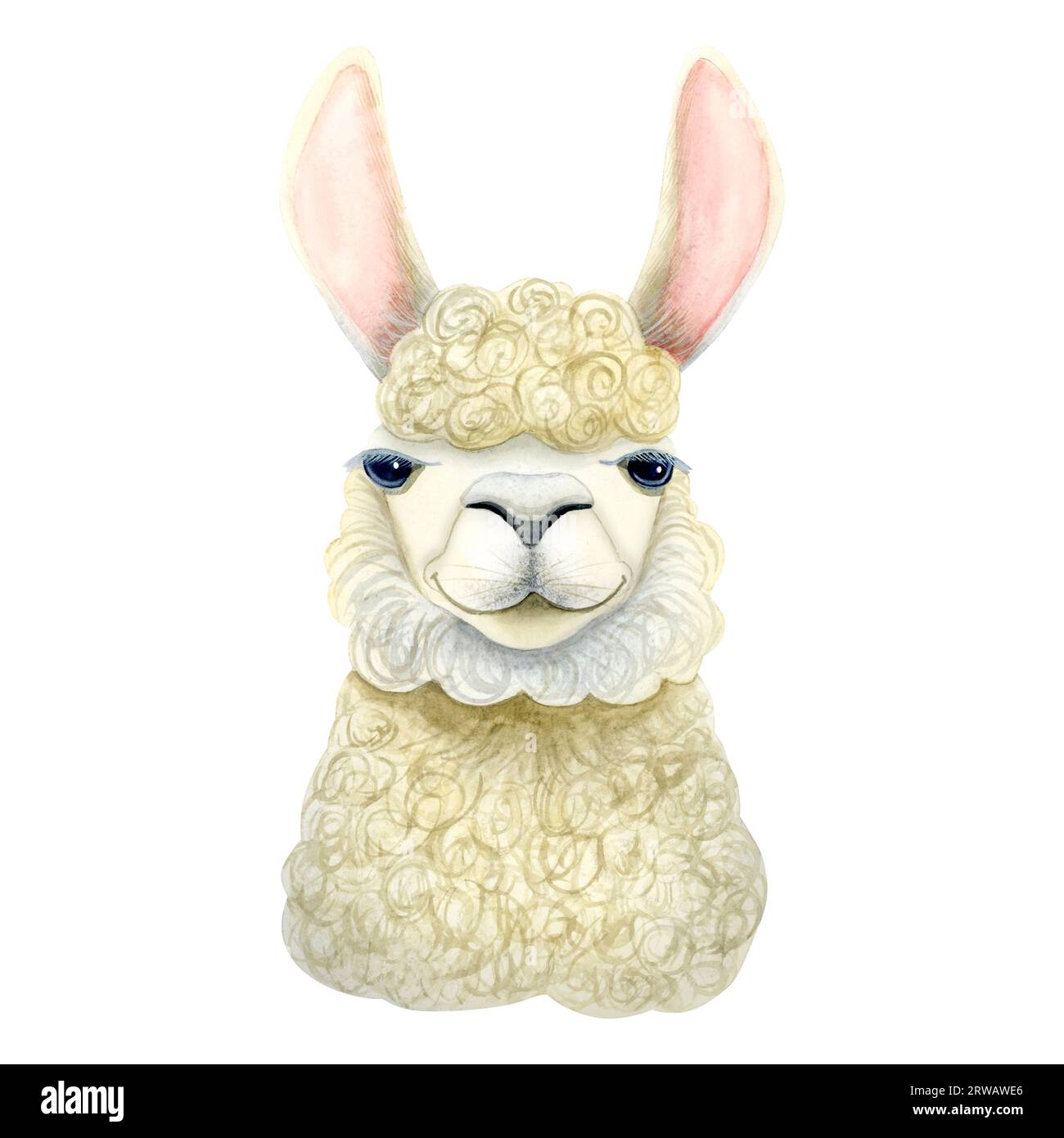 Funny cute alpaca lama watercolor illustration. Curly fluffy mammal ...