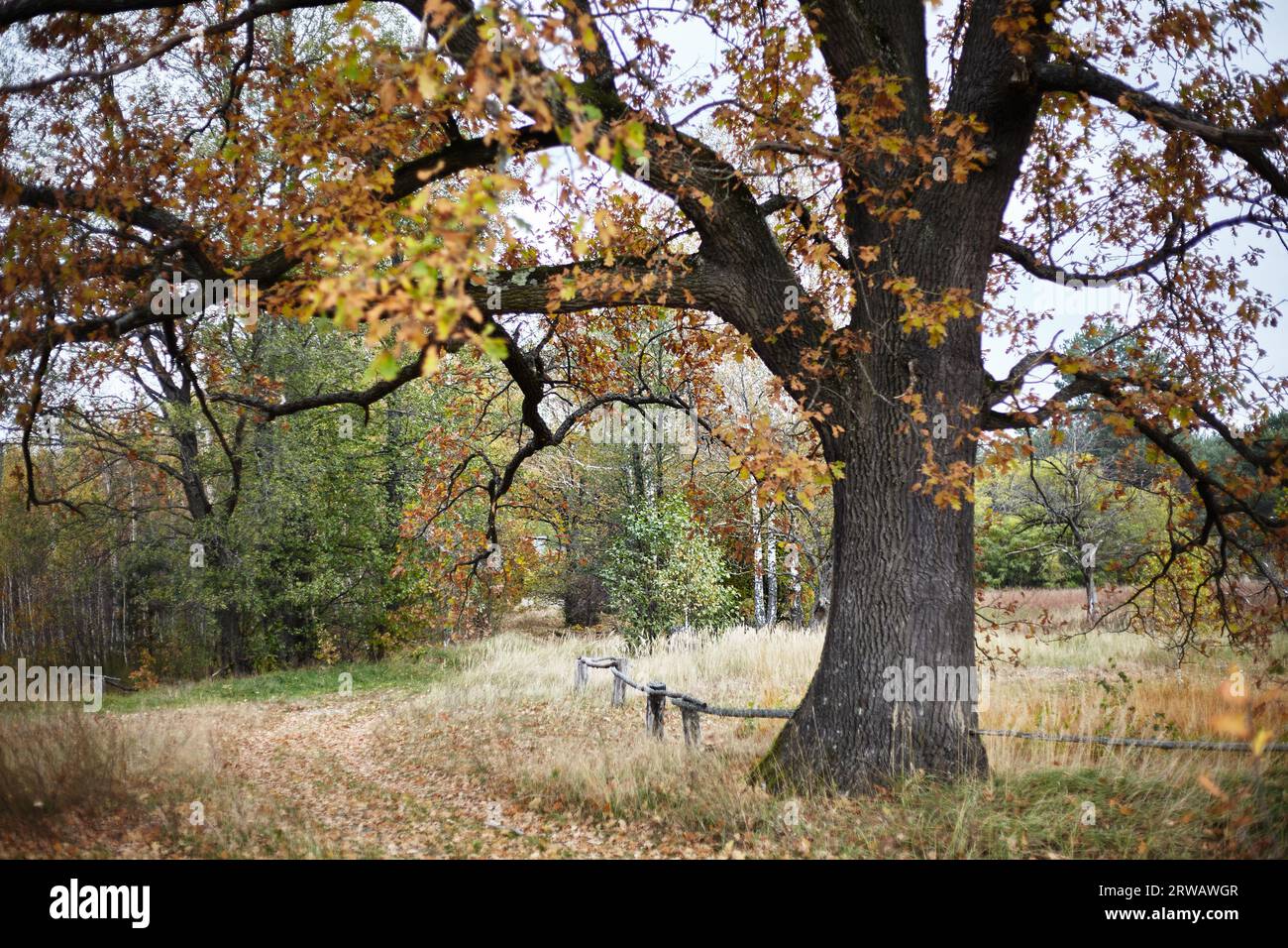 Old oak tree in autumn Stock Photo - Alamy