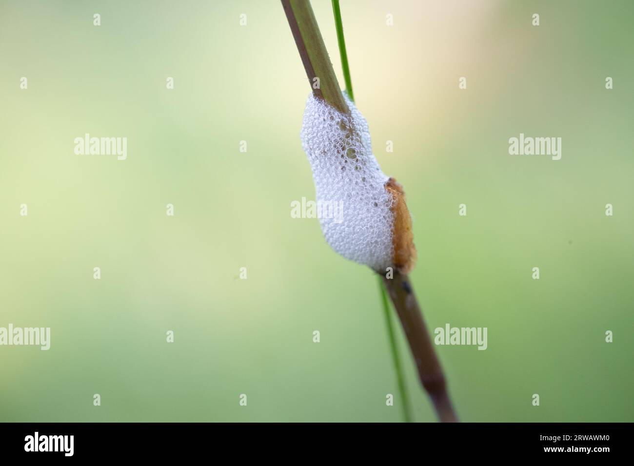 Cuckoo spit, a white frothy liquid secreted by nymphs of a sap-sucking ...
