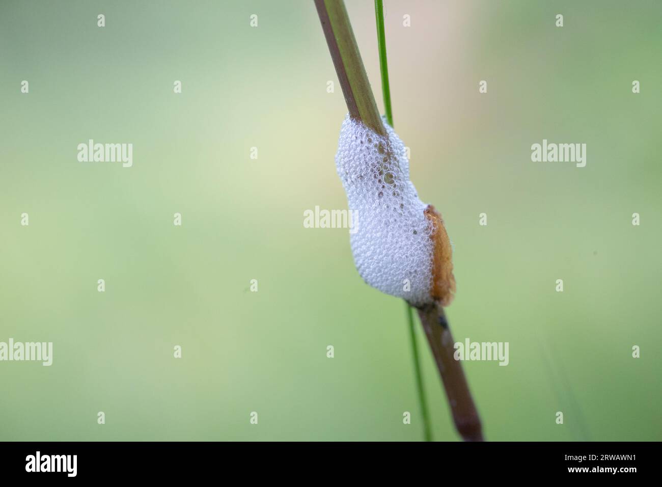 Cuckoo spit, a white frothy liquid secreted by nymphs of a sap-sucking ...