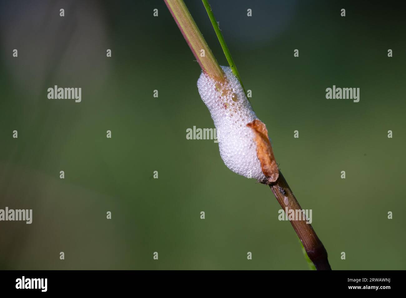 Cuckoo Spit A White Frothy Liquid Secreted By Nymphs Of A Sap Sucking Bugs Froghopper S They