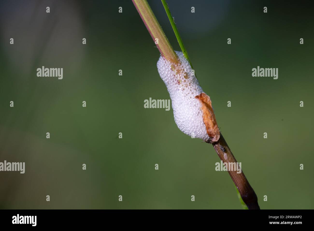 Cuckoo spit, a white frothy liquid secreted by nymphs of a sap-sucking ...