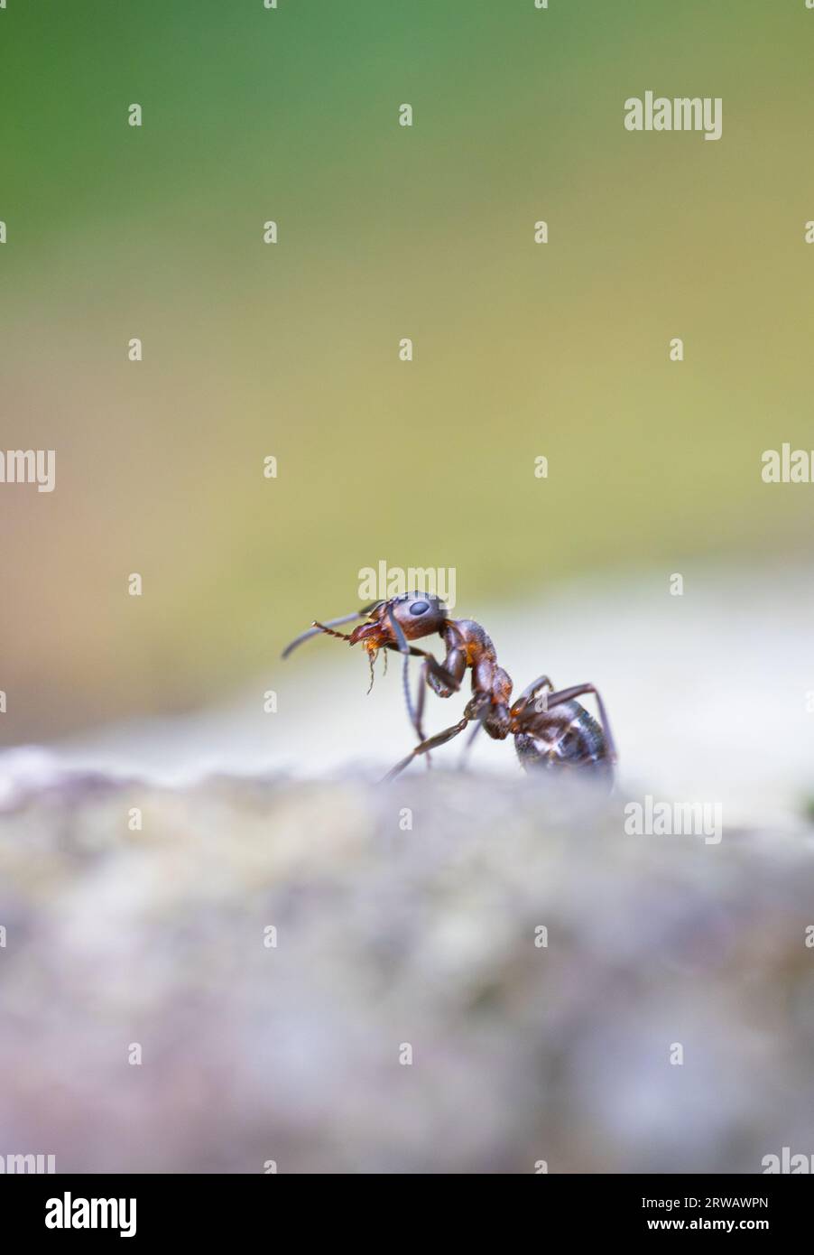 Ant cleaning itself hi-res stock photography and images - Alamy