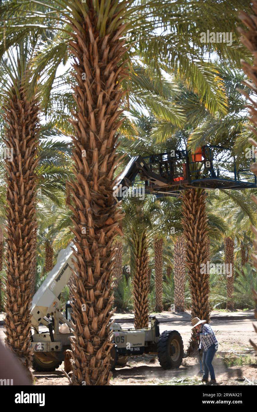Yuma, AZ USA. 3/14/2023. Martha’s Gardens Medjool Date Farm was founded ...