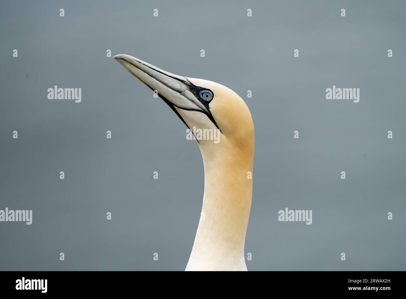 Close up portrait of a Northern Gannet (Morus bassanus) | RSPB Bempton ...