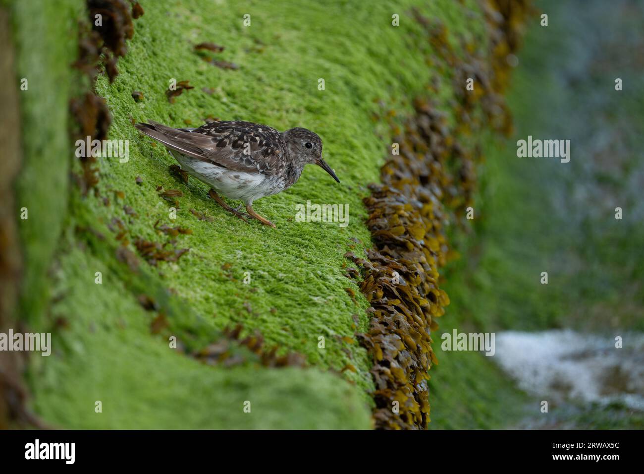 Purple Sandpiper, a red listed bird in the UK, sitting on a blanket of ...