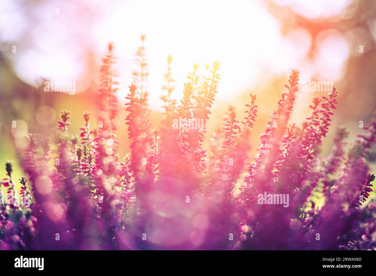 Ling or Calluna vulgaris as a floral background. Pink and purple ...