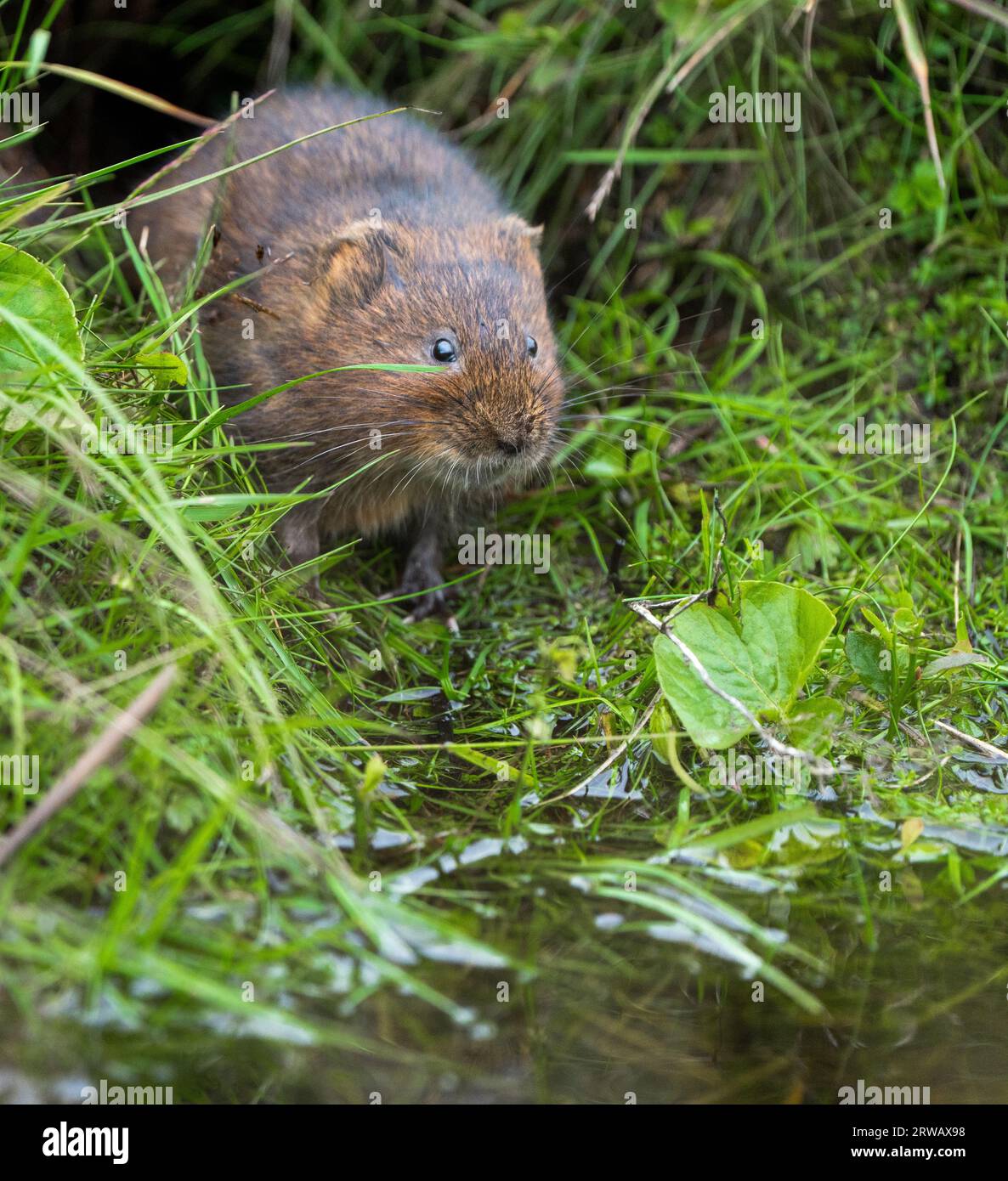 Water Vole stood on a river bank by a steam at Redmires Reservoir ...